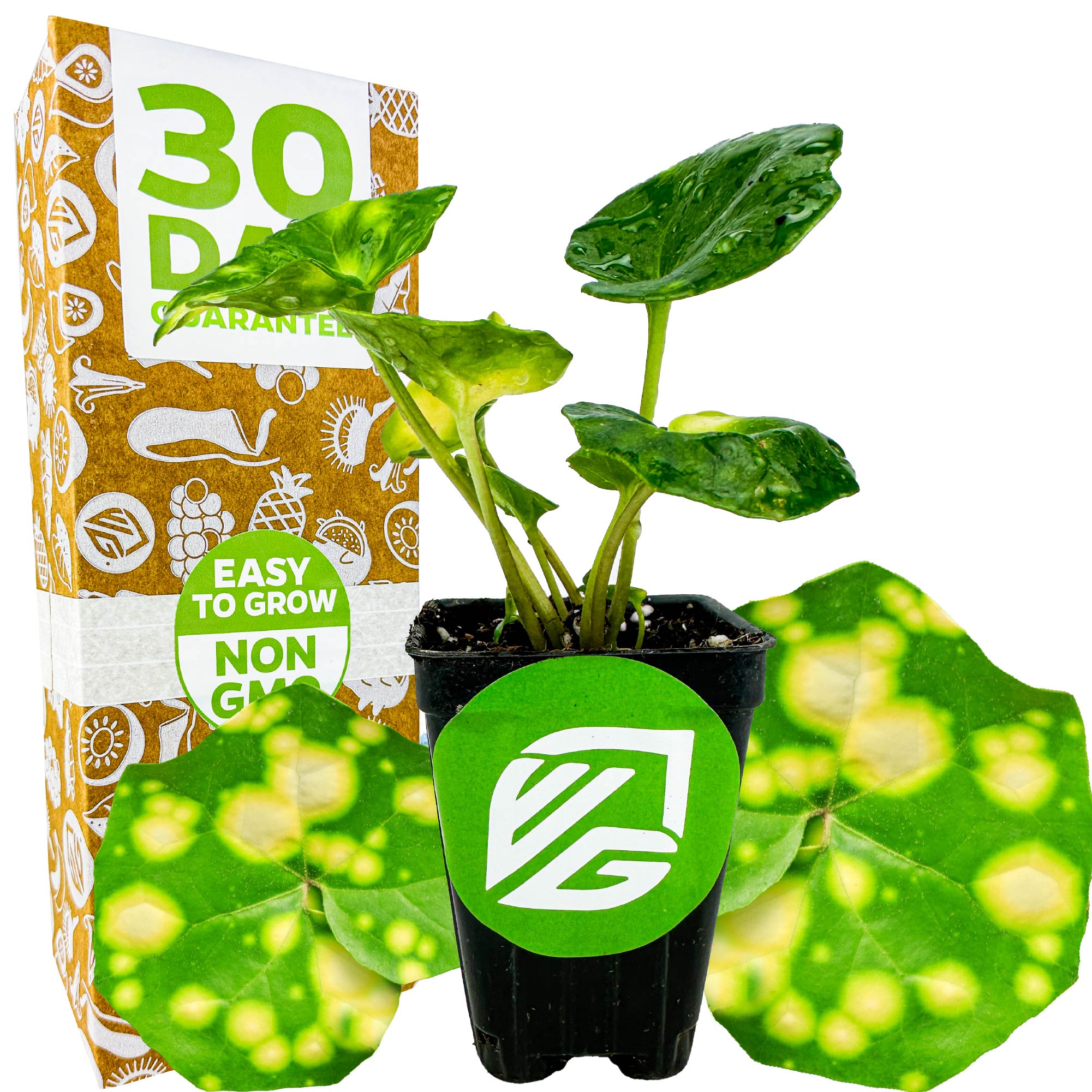 Spotted Leopard Plant (Tractor Seat Plant) - Farfugium japonicum 'Aure ...