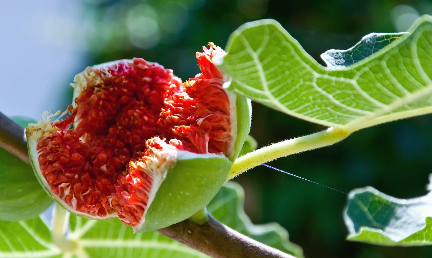 Fruiting Figs – Wellspring Gardens