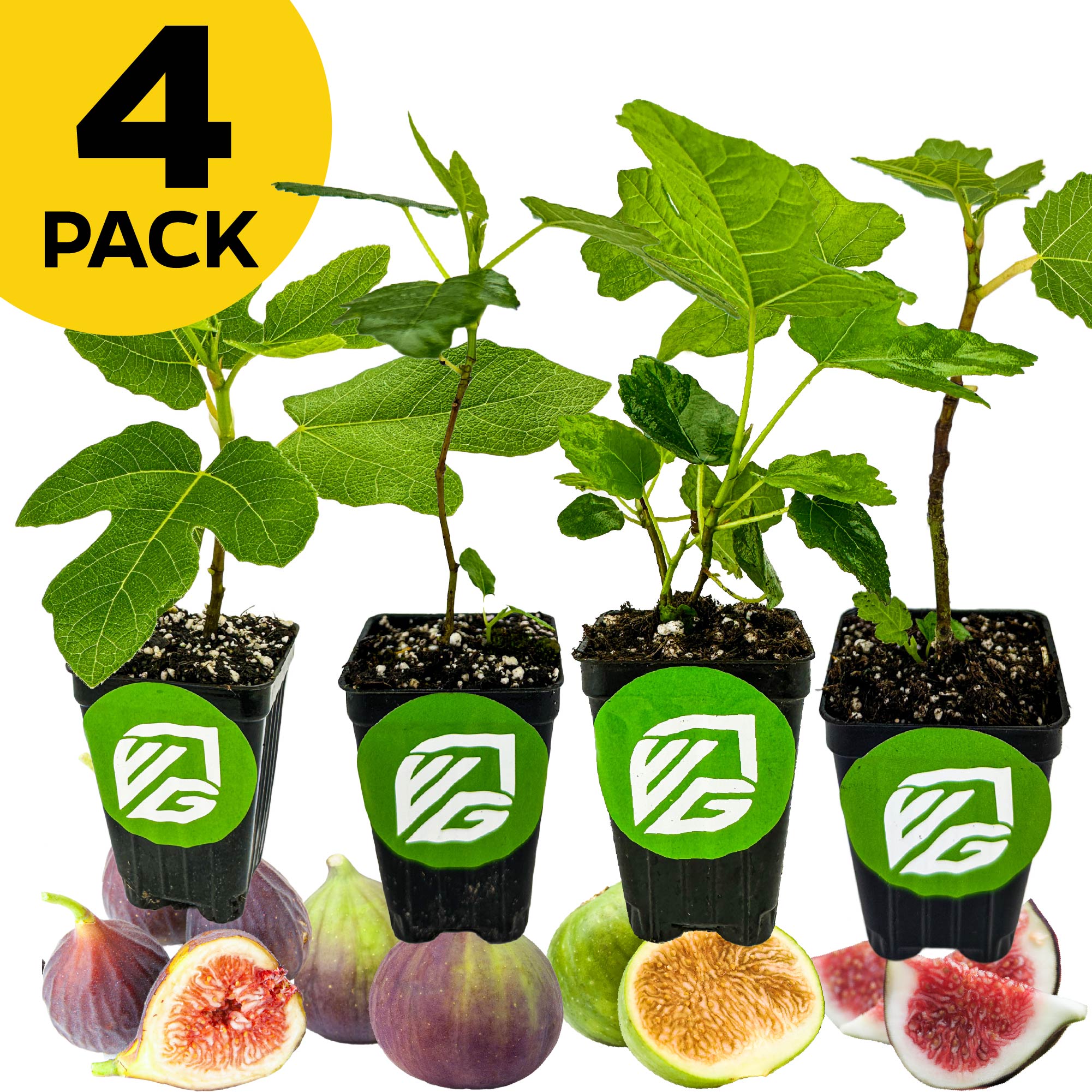 Bundle (4) of Most Popular Figs: Black Mission + Chicago + Olympian ...