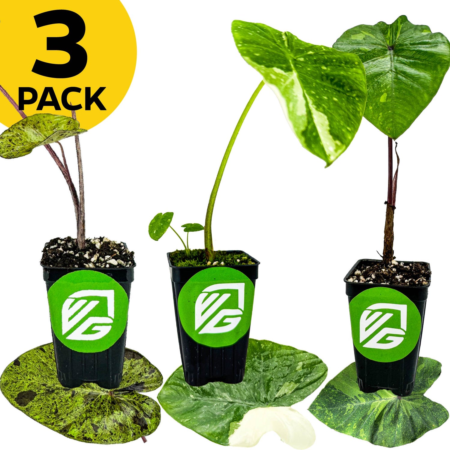 Bundle (3) of Spotted Colocasias: Elepaio + Lemon Lime + Mojito ...