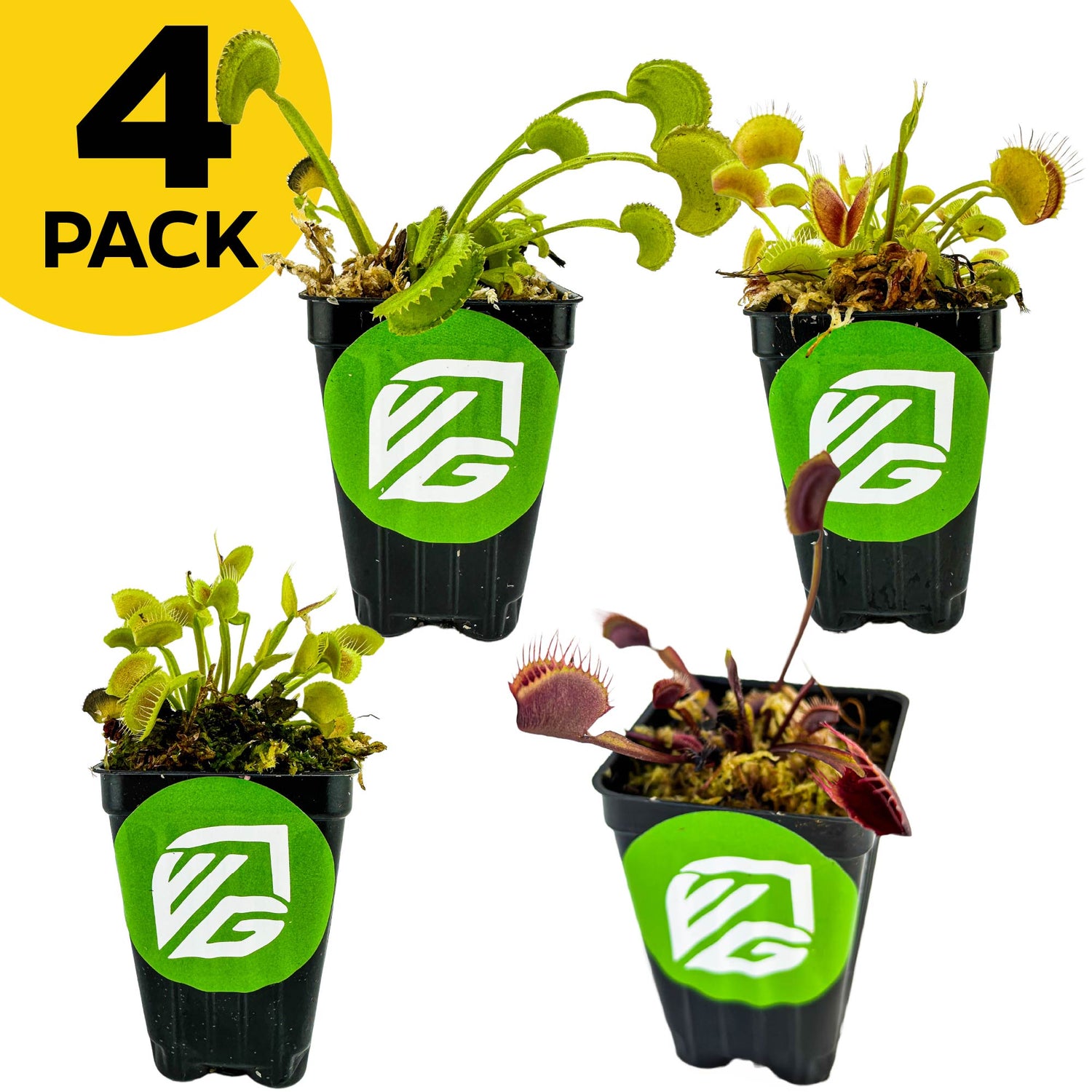 Bundle (4) of Venus Fly Traps: Akai Ryu + Dente + King Henry + Origina ...