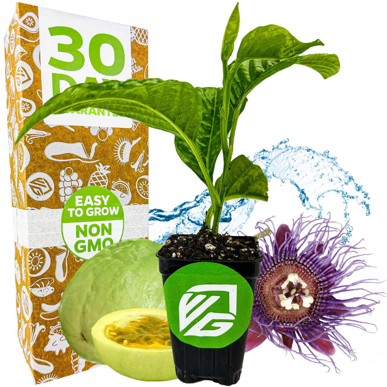 Granadilla Passion Fruit Vine (Giant Granadilla) - Passiflora quadrang ...