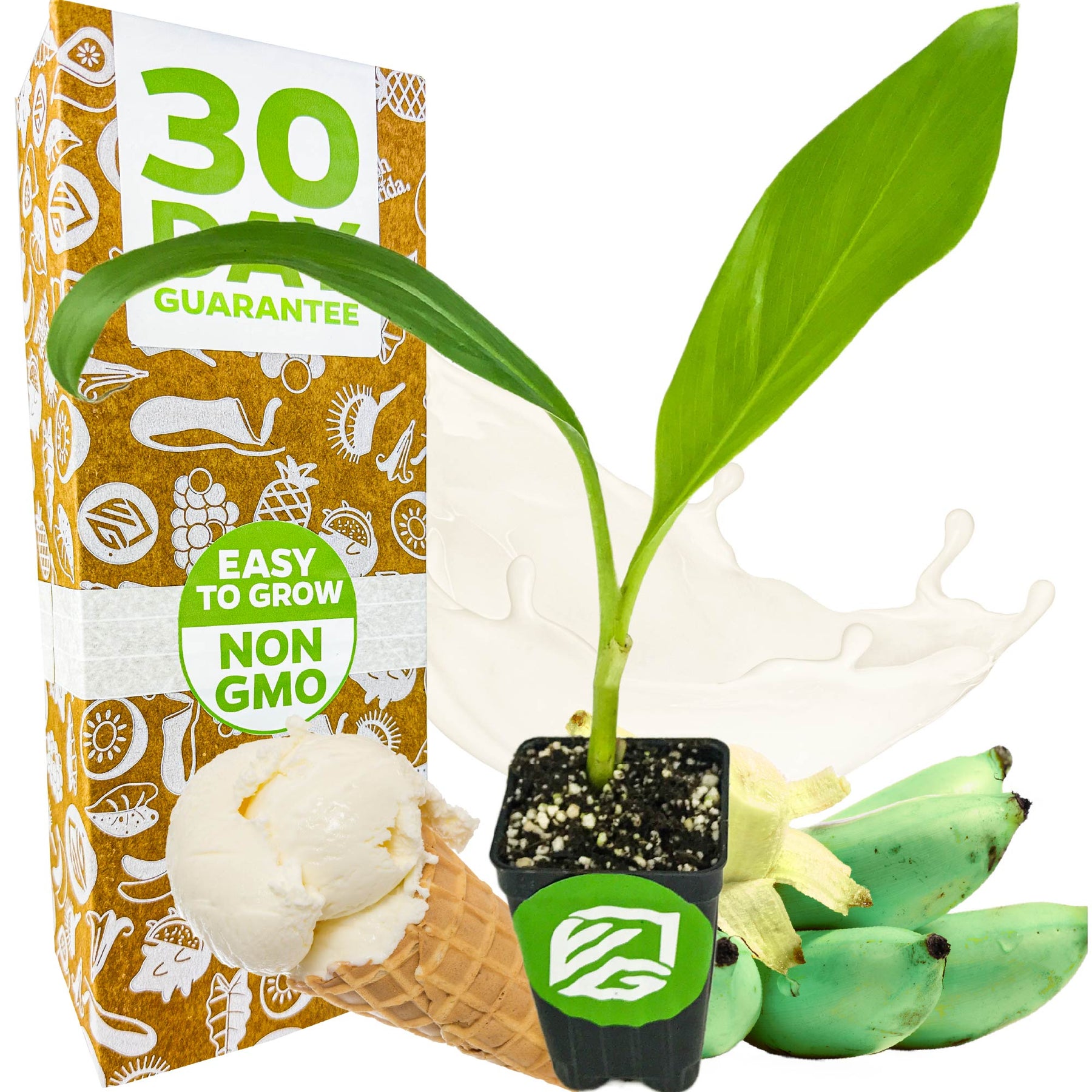 Ice Cream Banana (Blue Java) - Musa – Wellspring Gardens