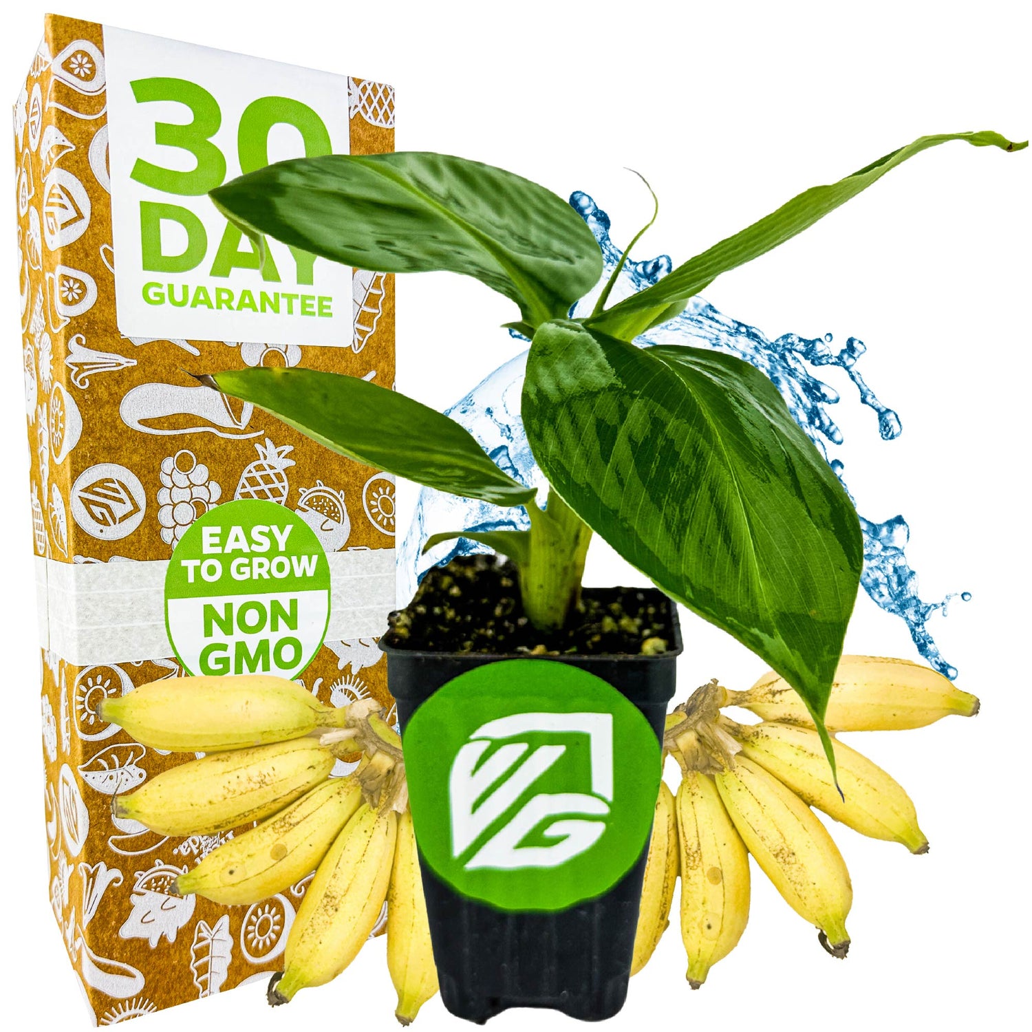 Truly Tiny Banana - Musa – Wellspring Gardens