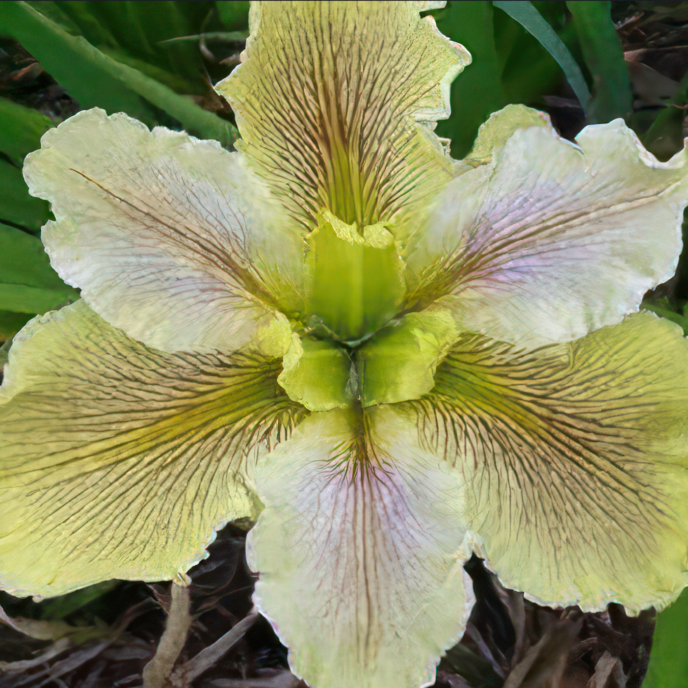 Louisiana Iris 'Wow Factor" Native American Wildflower - Iris ...