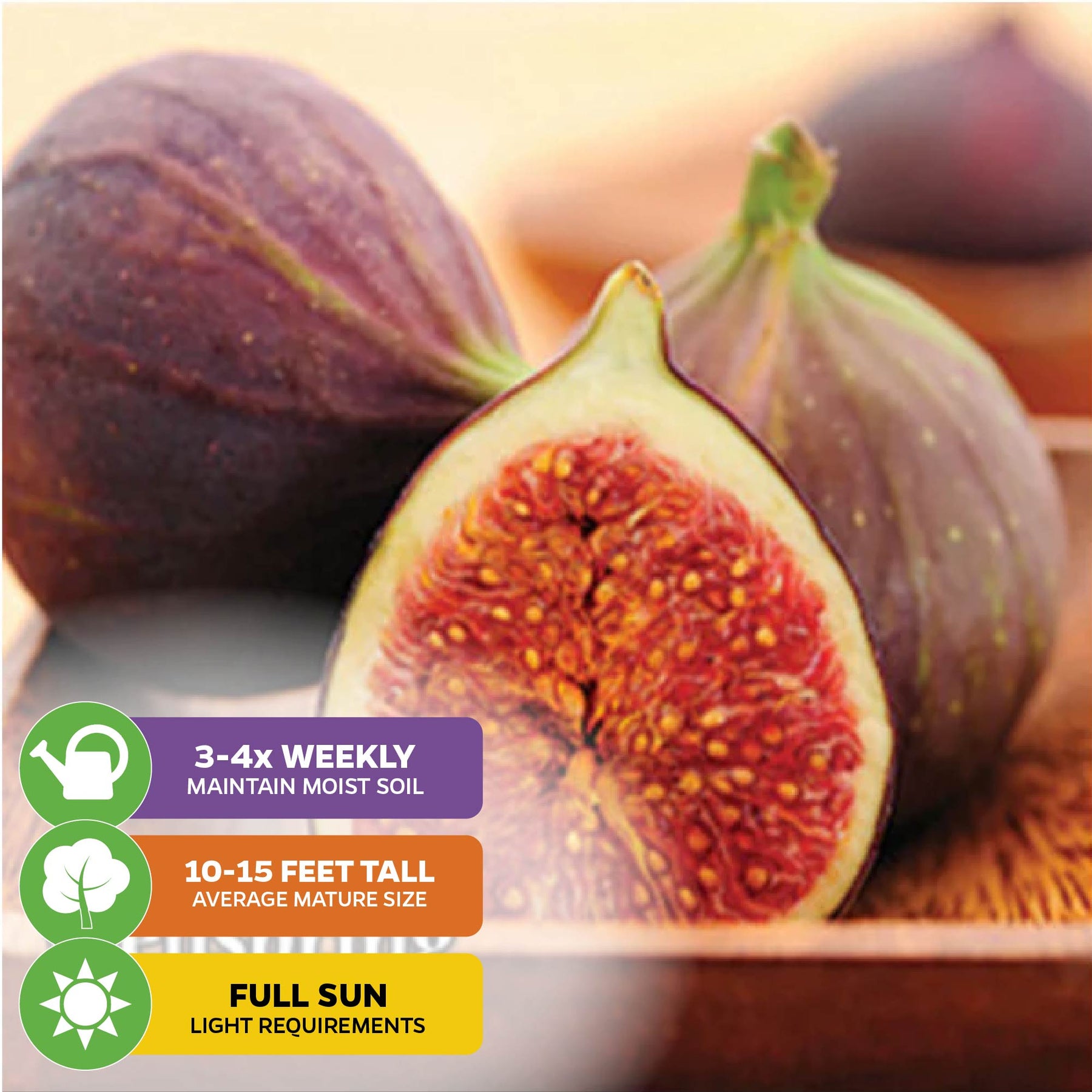 Magnolia Fig - Ficus carica – Wellspring Gardens