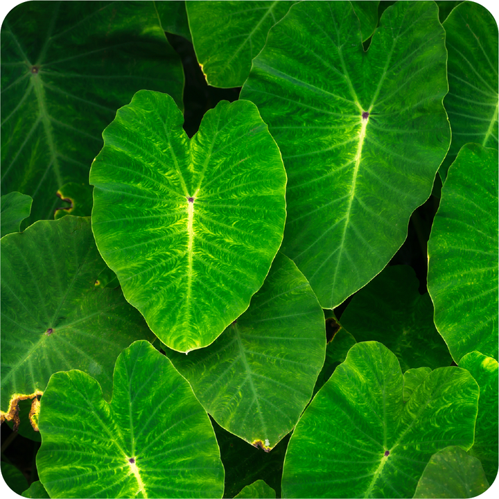Midnight Elephant Ear Dwarf - Colocasia esculenta – Wellspring Gardens