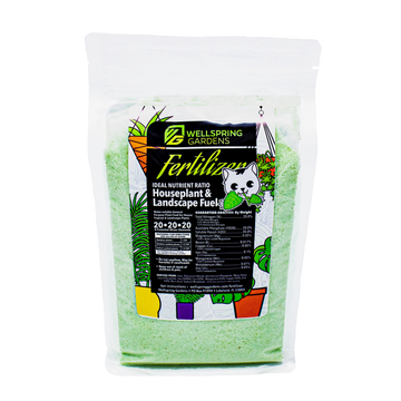 Magnolia Fig - Ficus carica – Wellspring Gardens