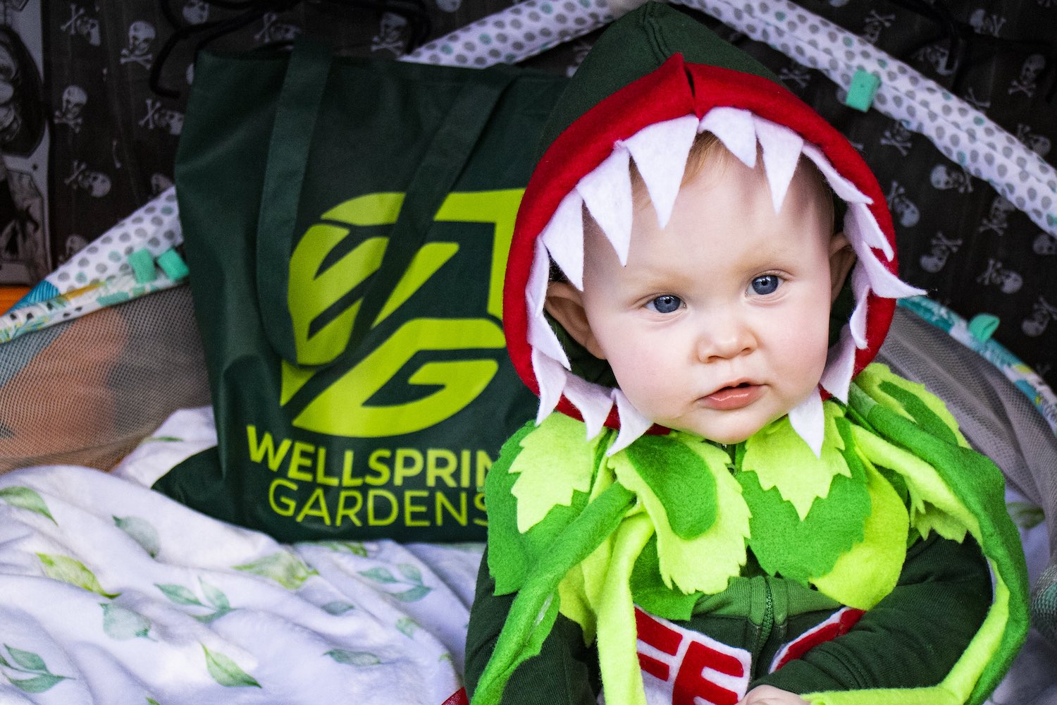 Who catches more flies? Venus Fly Traps or Nepenthes Pitcher Plants ...