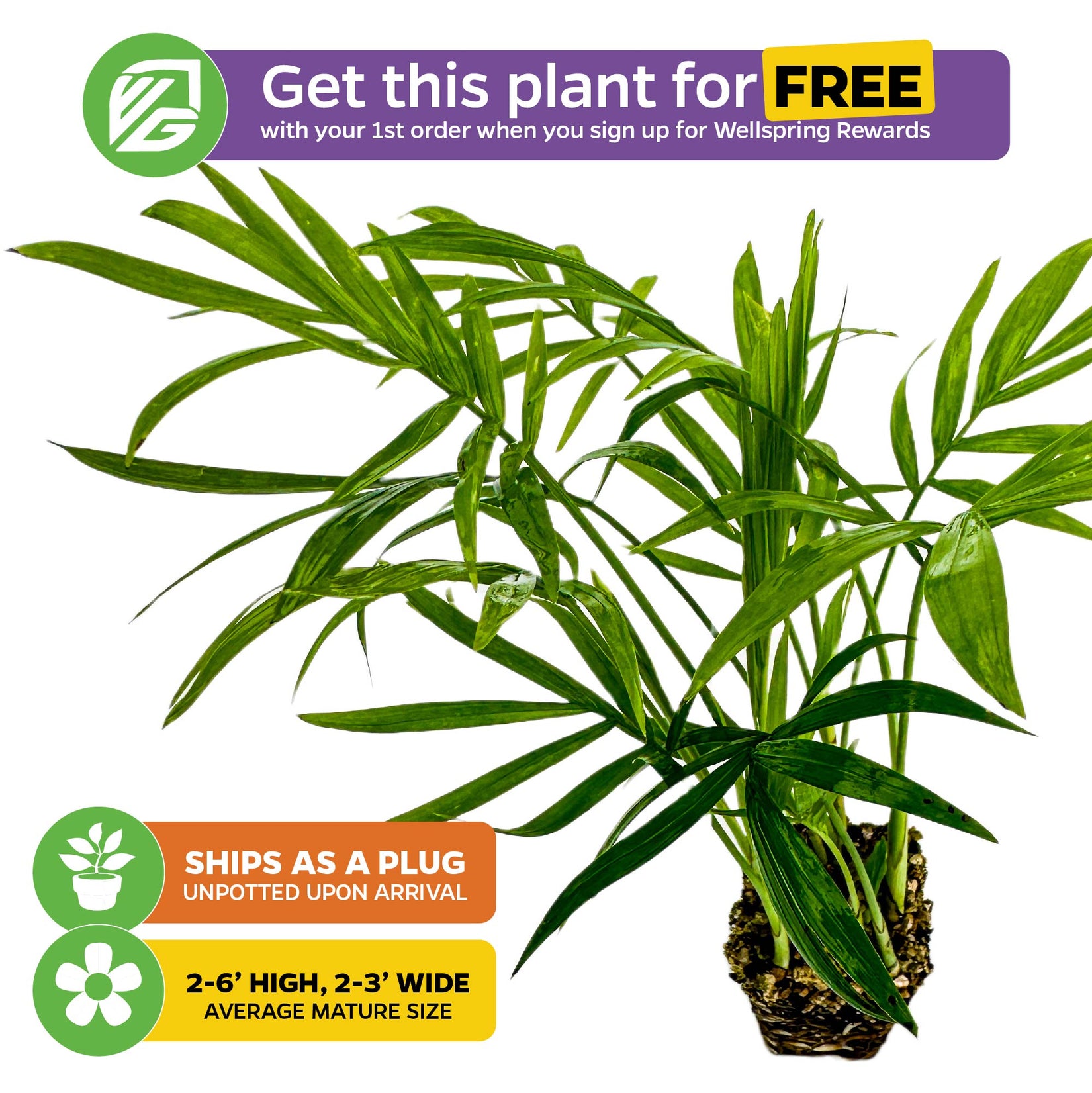 Neanthe Bella Tabletop Palm Tree - Chamaedorea – Wellspring Gardens