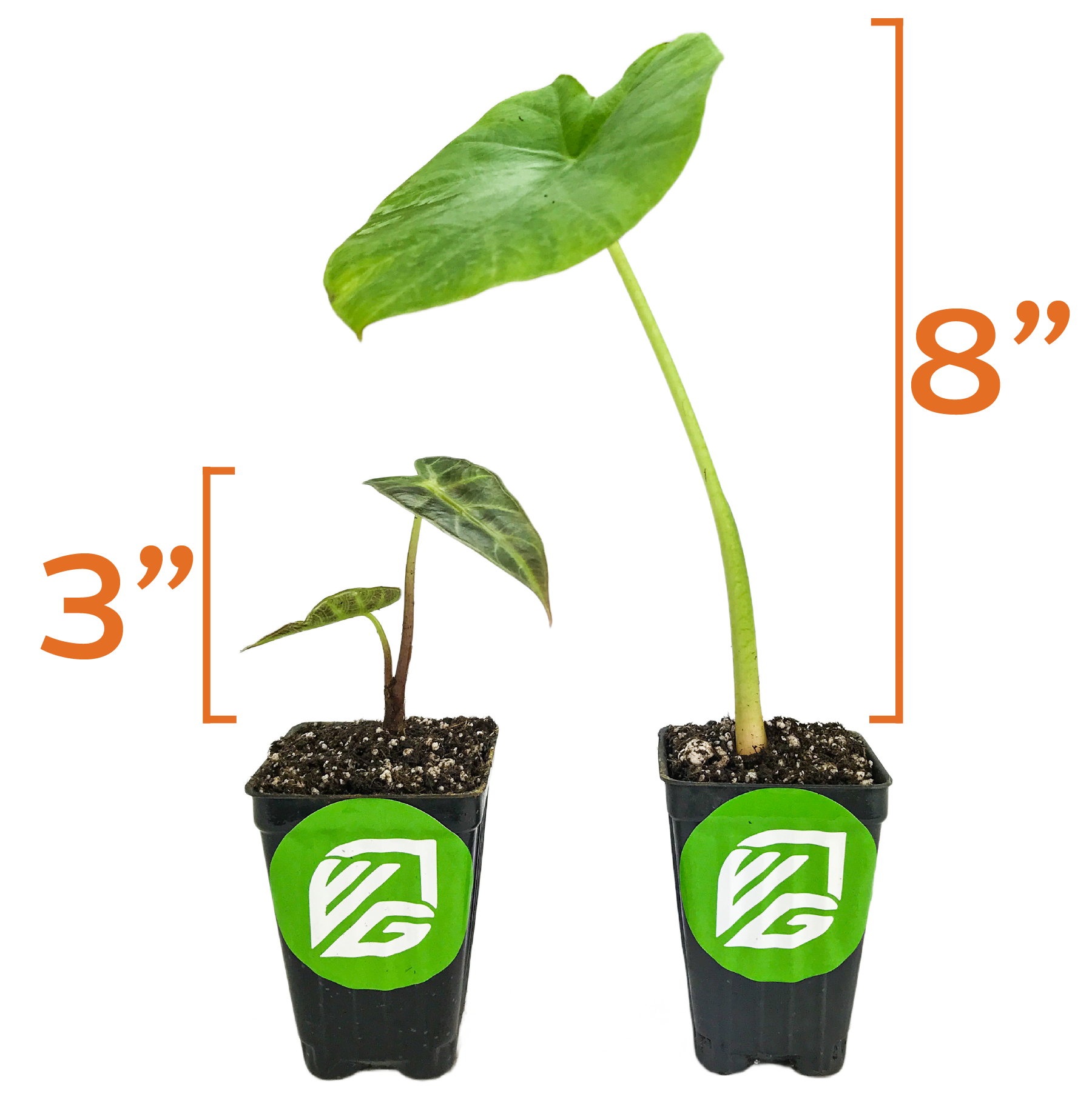 Gros Michel "Big Mike" Banana - Musa – Wellspring Gardens