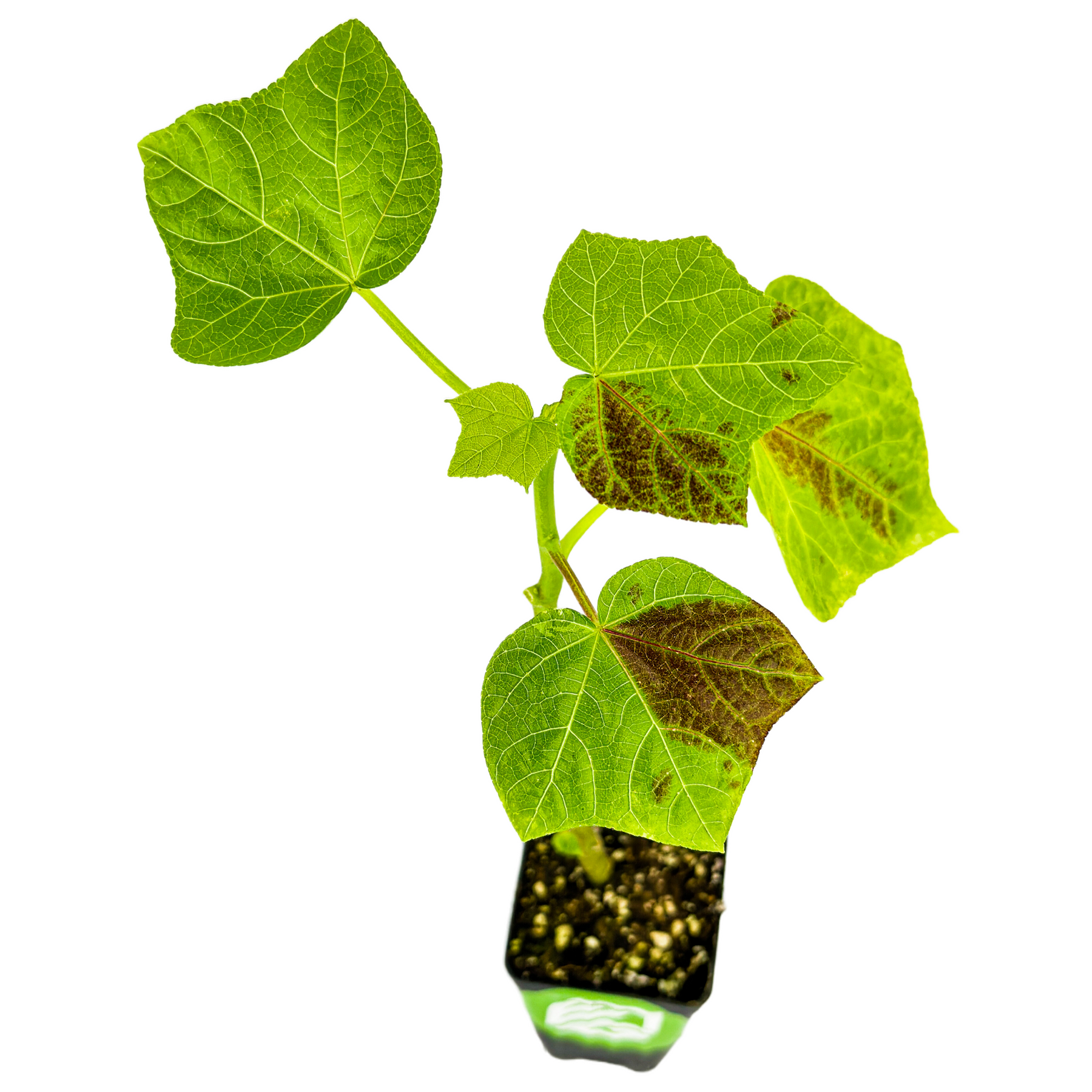 Variegated Auntie Lilli's™ Salad Bele Tree - Abelmoschus manihot ...