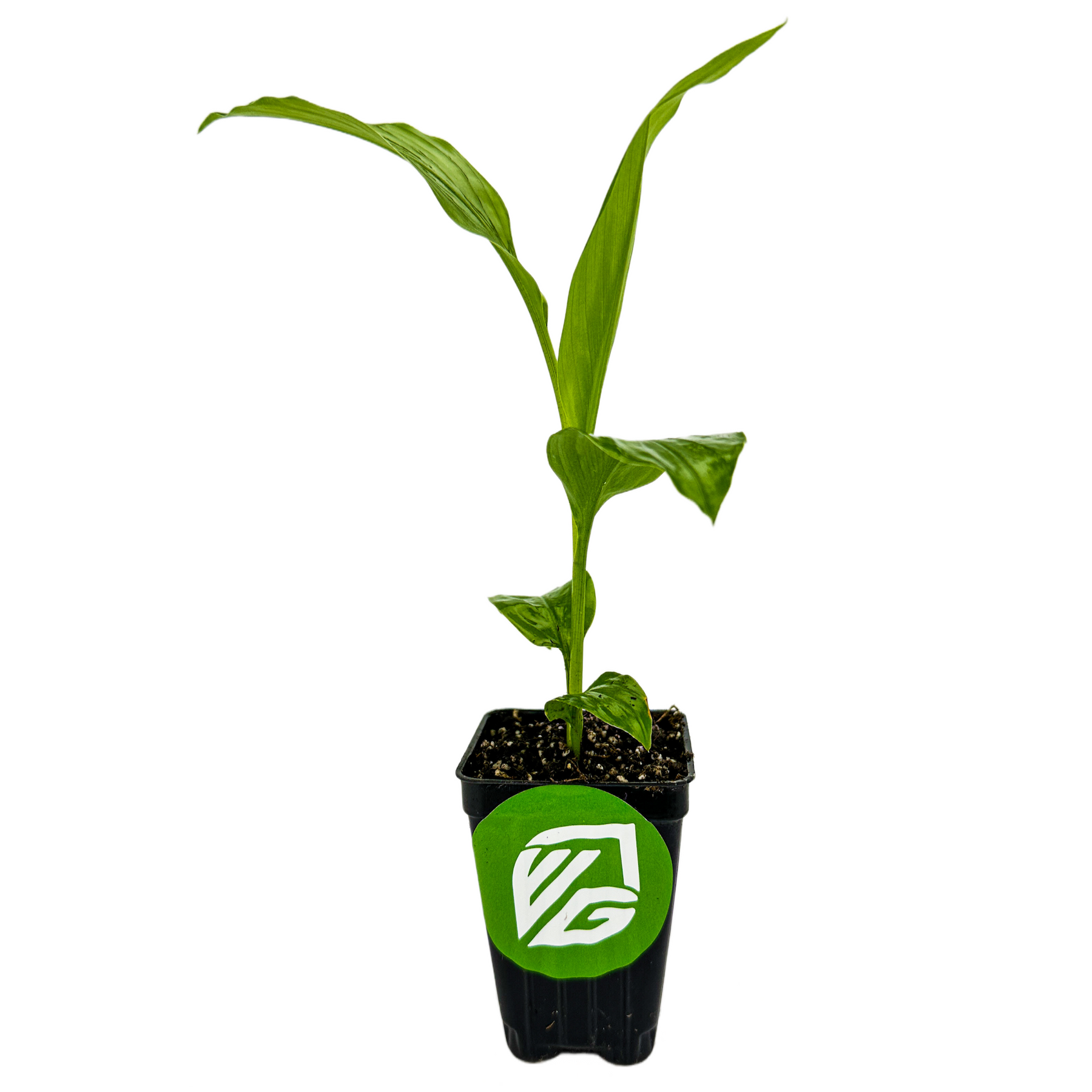 Yellow Turmeric Ginger - Curcuma longa – Wellspring Gardens