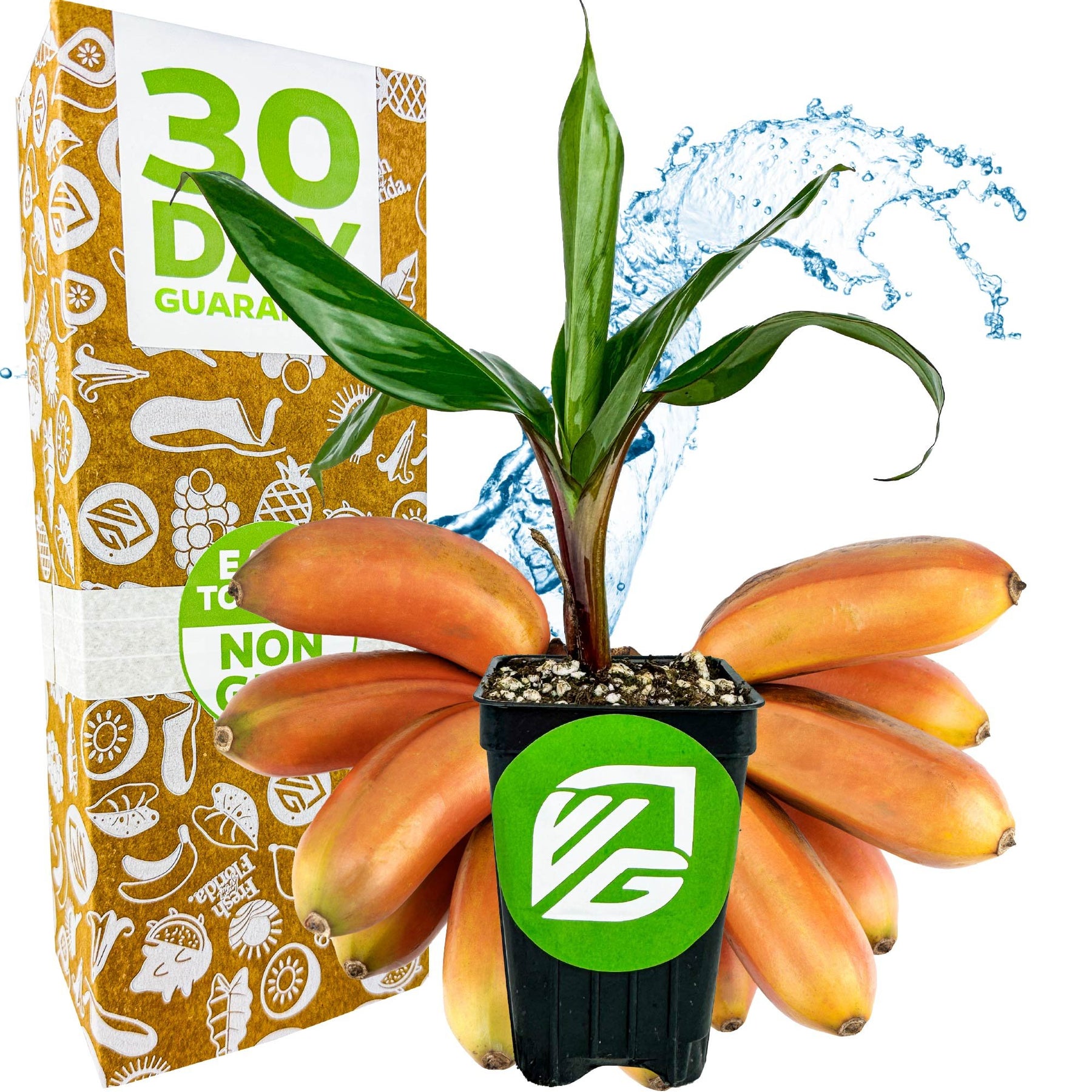 Cuban Red Banana (Red Dacca) - Musa acuminata – Wellspring Gardens