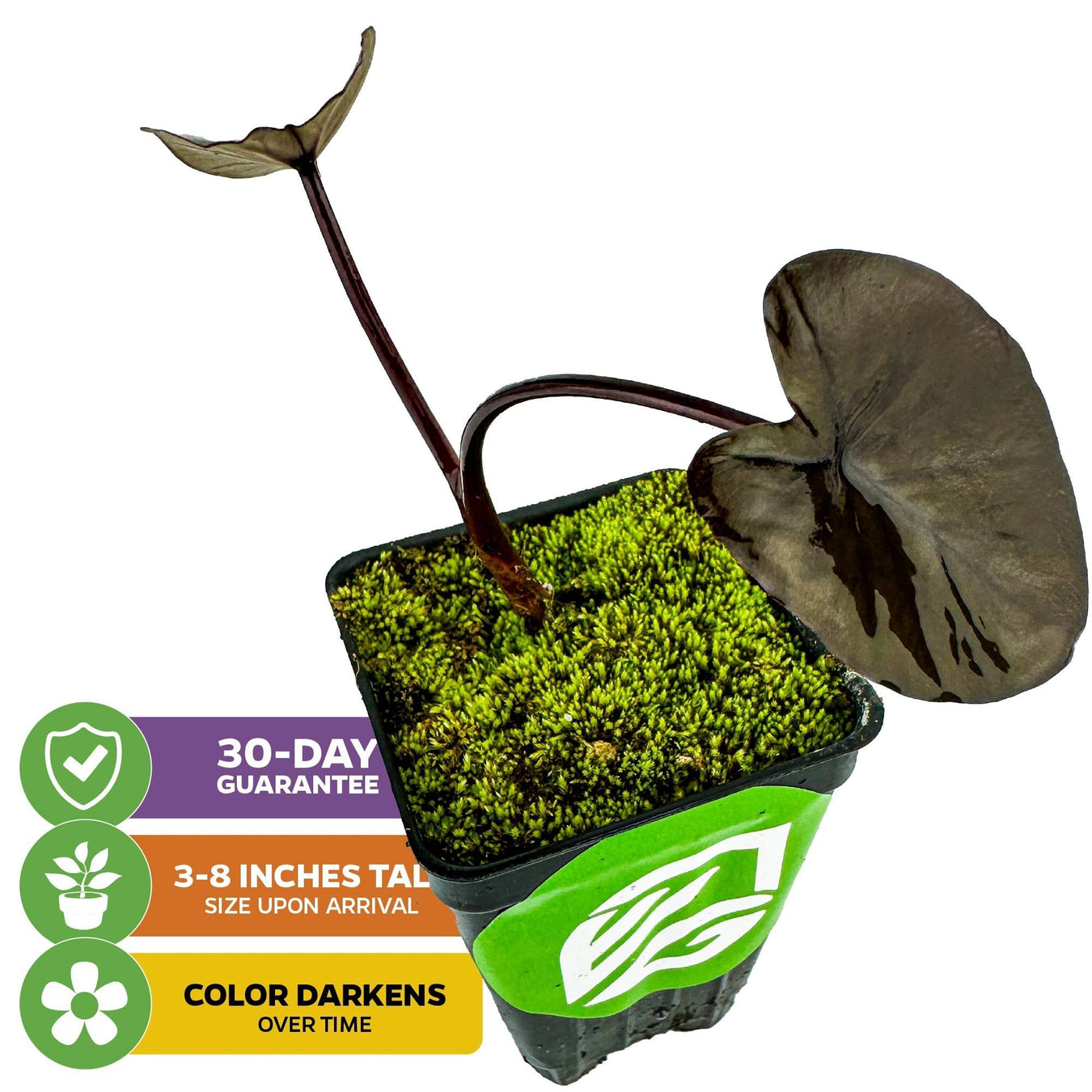 Black Magic Elephant Ear - Colocasia esculenta – Wellspring Gardens