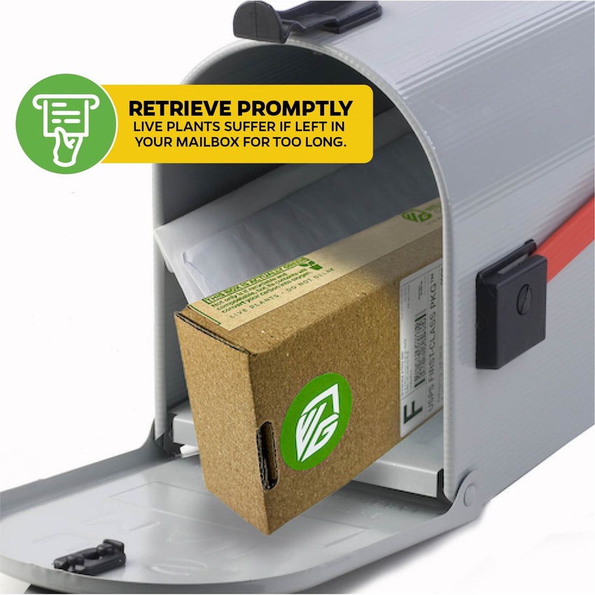 Magnolia Fig - Ficus carica – Wellspring Gardens