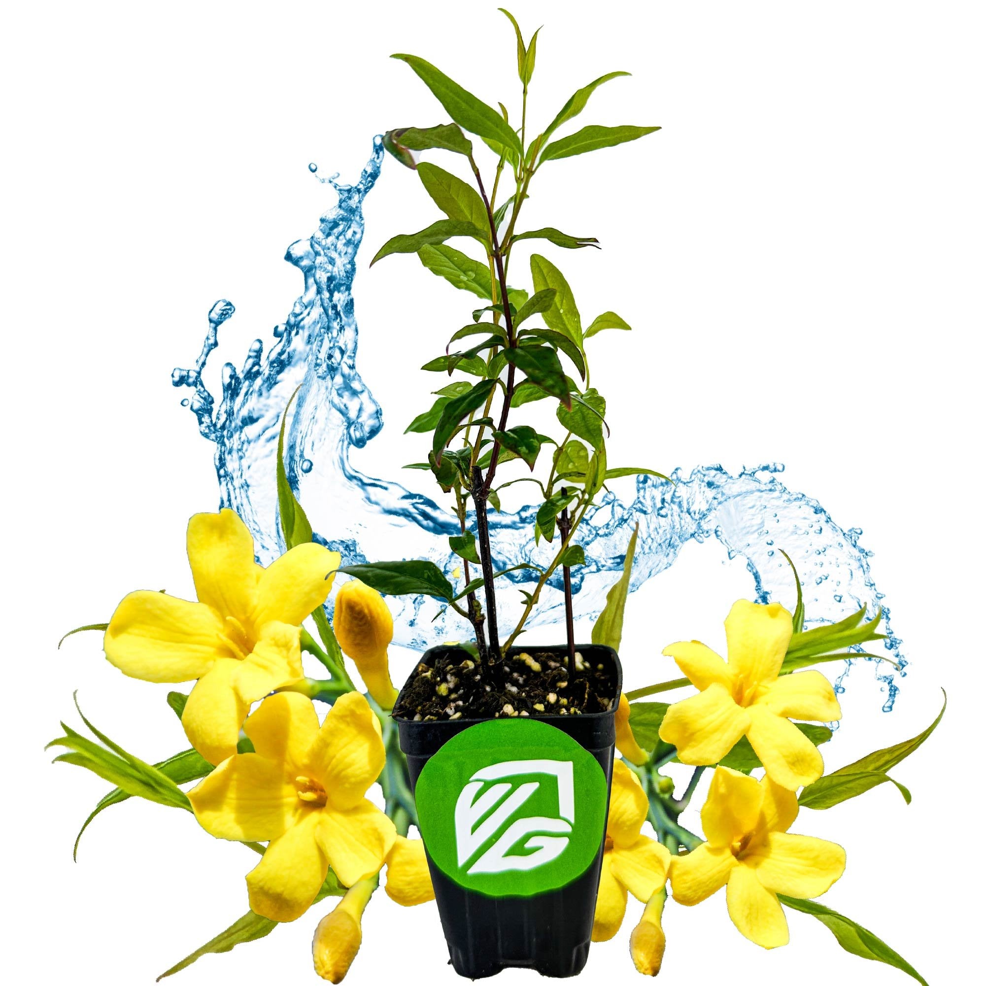 Carolina Jasmine (Yellow Jessamine) - Gelsemium sempervirens ...