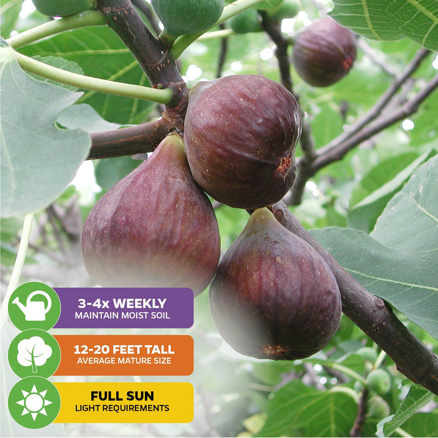 Chicago Hardy Fig Tree - Ficus carica – Wellspring Gardens