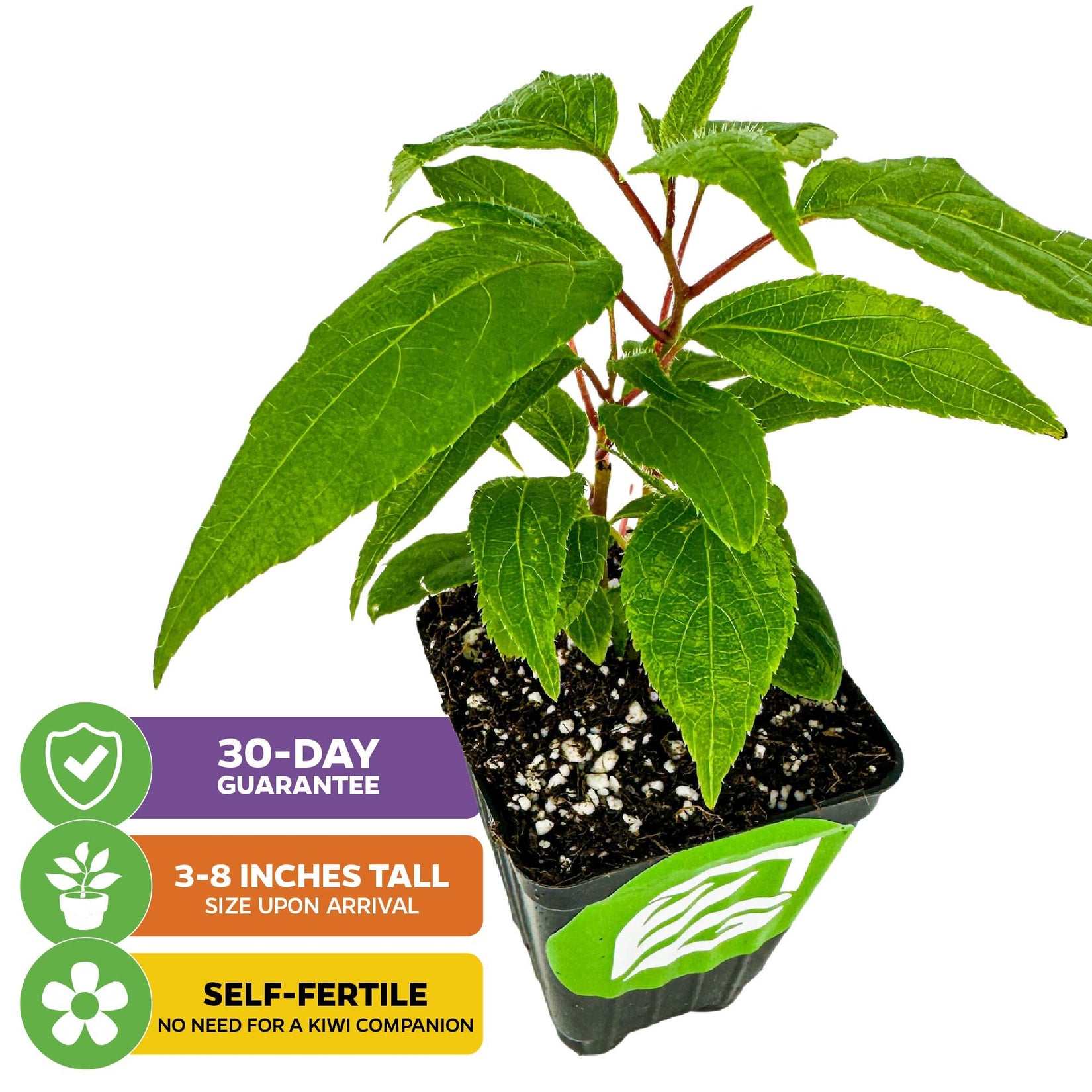 IRL 'Grow a Garden' Plants – Wellspring Gardens