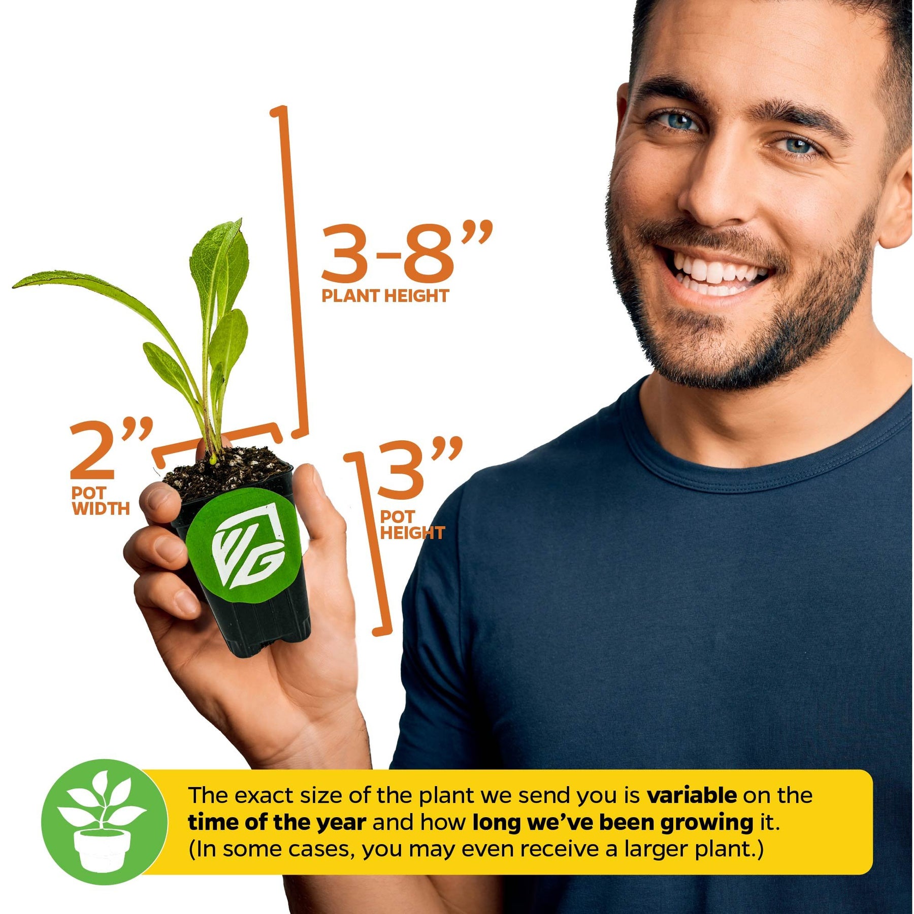 Chief Kubo's Prize South Sea Salad Bele Tree - Abelmoschus manihot ...