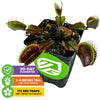 Akai Ryu Venus Fly Trap (Red Dragon) Carnivorous - Dionaea muscipula ...