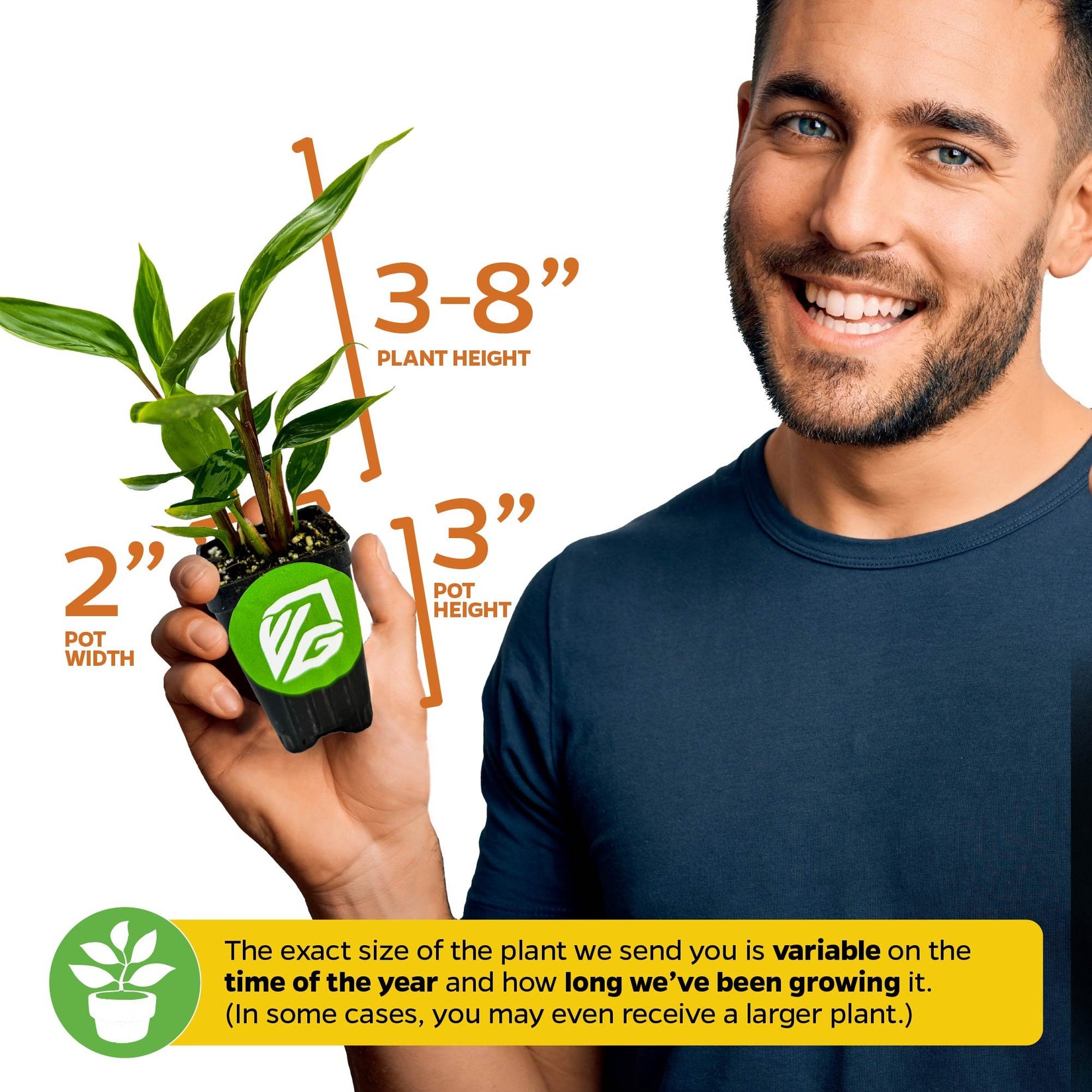 Ginger (Common Cooking Variety) - Zingiber officinale – Wellspring Gardens