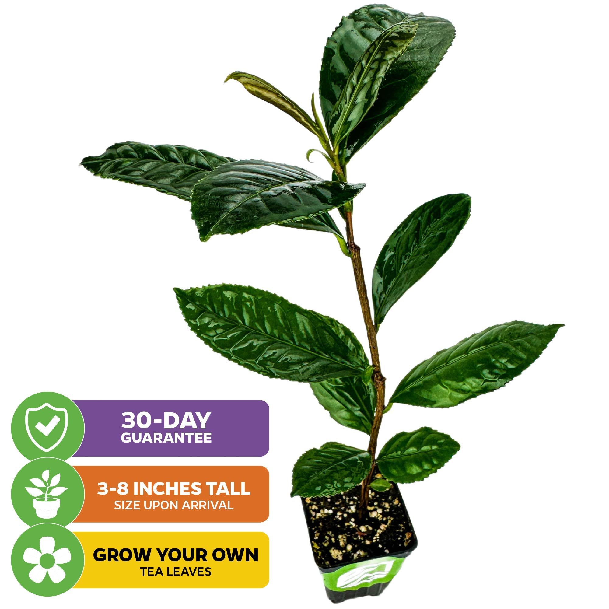 Tea Plant (Green Tea) - Camellia sinensis – Wellspring Gardens