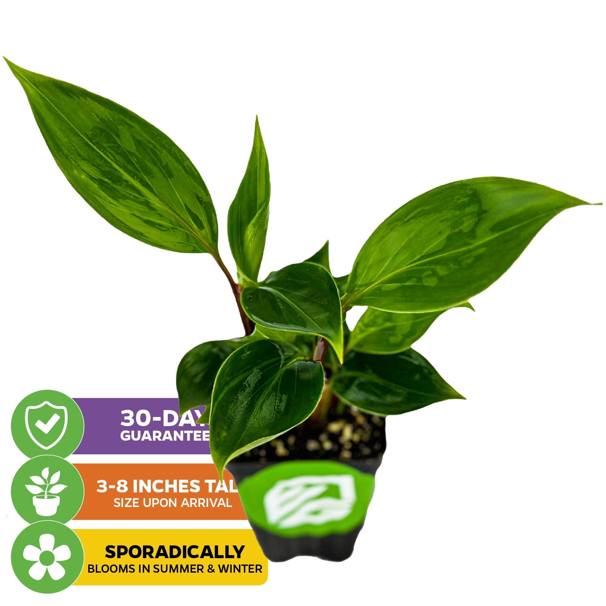 Golden Brush Dwarf Ginger - Burbidgea schizocheila – Wellspring Gardens