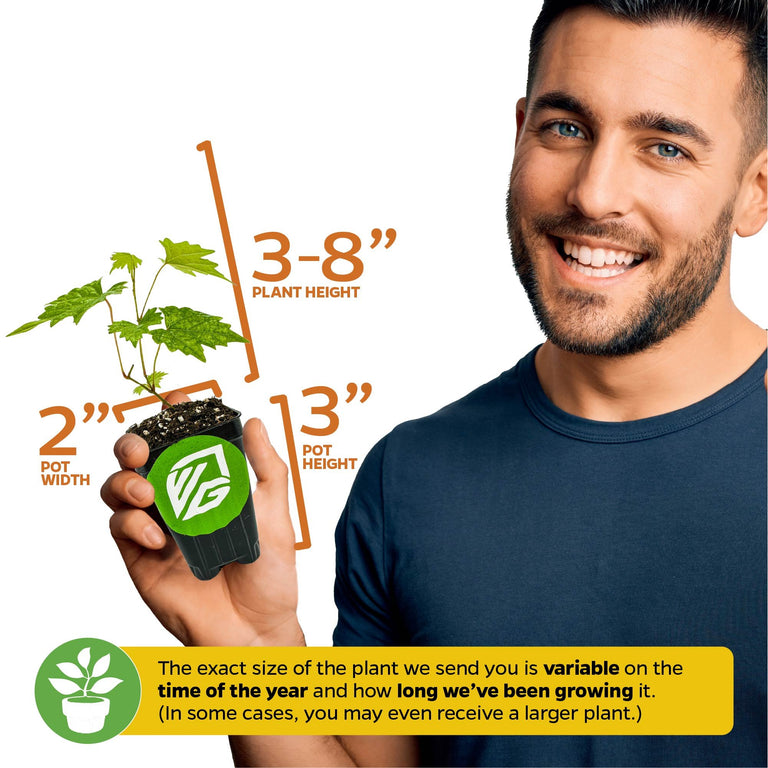 Alachua Muscadine Grape - Vitis rotundifolia – Wellspring Gardens