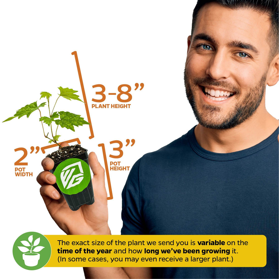 Alachua Muscadine Grape - Vitis rotundifolia – Wellspring Gardens