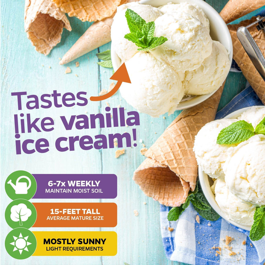 Ice Cream Banana (Blue Java) - Musa – Wellspring Gardens