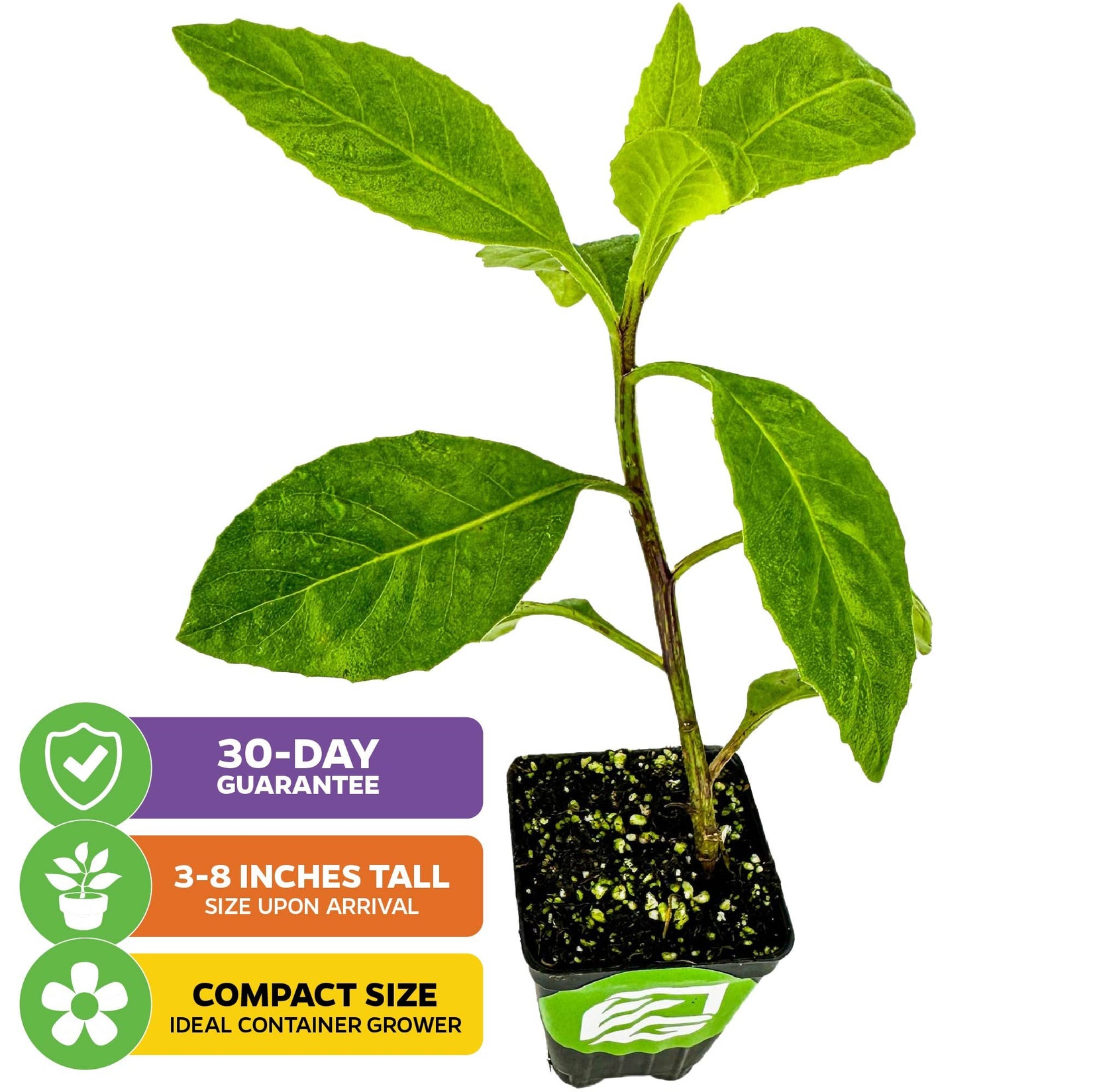 Longevity Spinach - Gynura procumbens – Wellspring Gardens