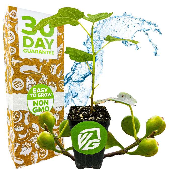 Fignomenal Fig - Ficus carica – Wellspring Gardens