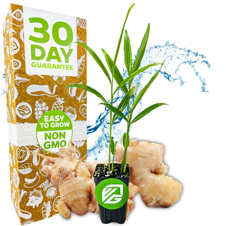 Ginger (Common Cooking Variety) - Zingiber officinale – Wellspring Gardens