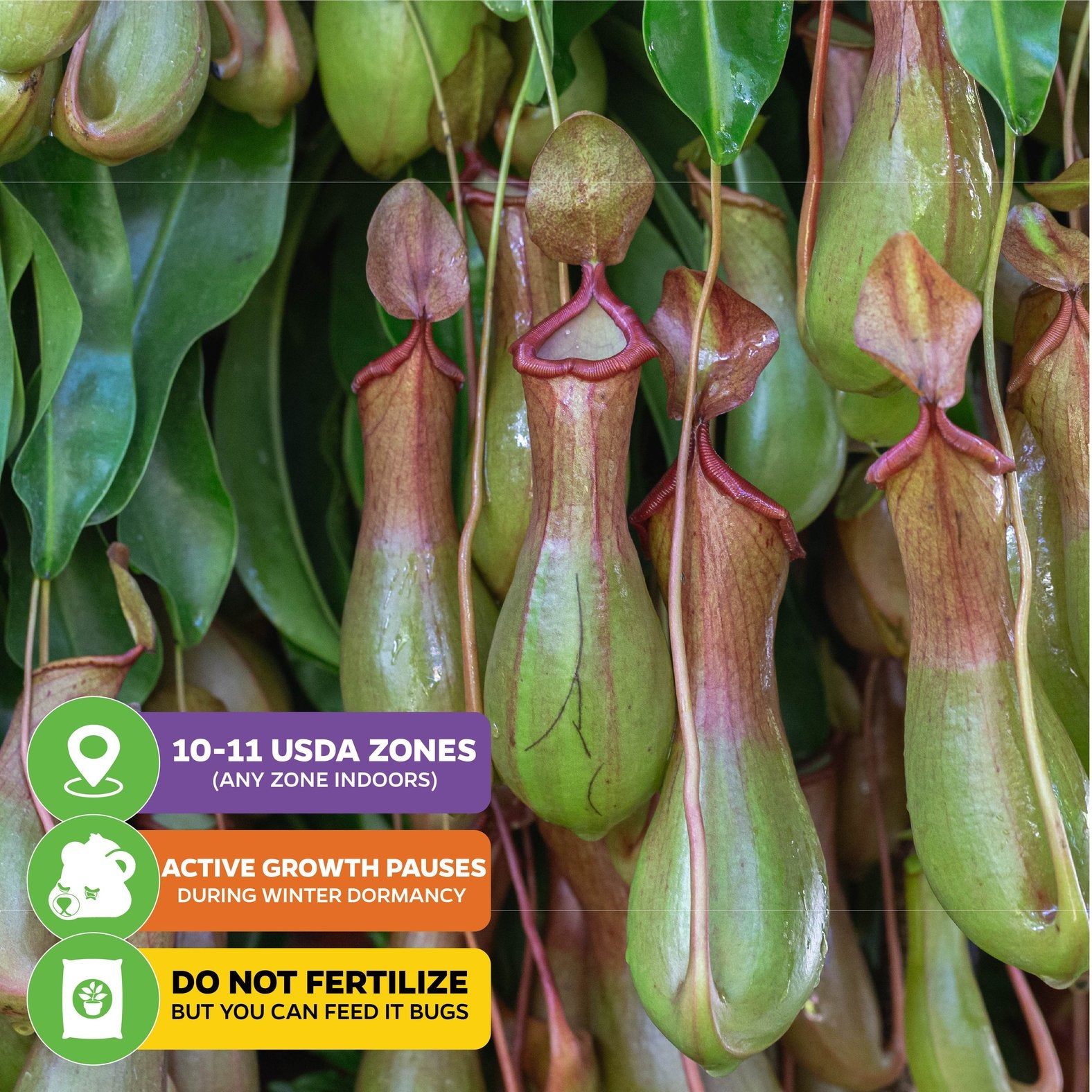 Miranda Carnivorous Pitcher Plant - Nepenthes miranda – Wellspring Gardens