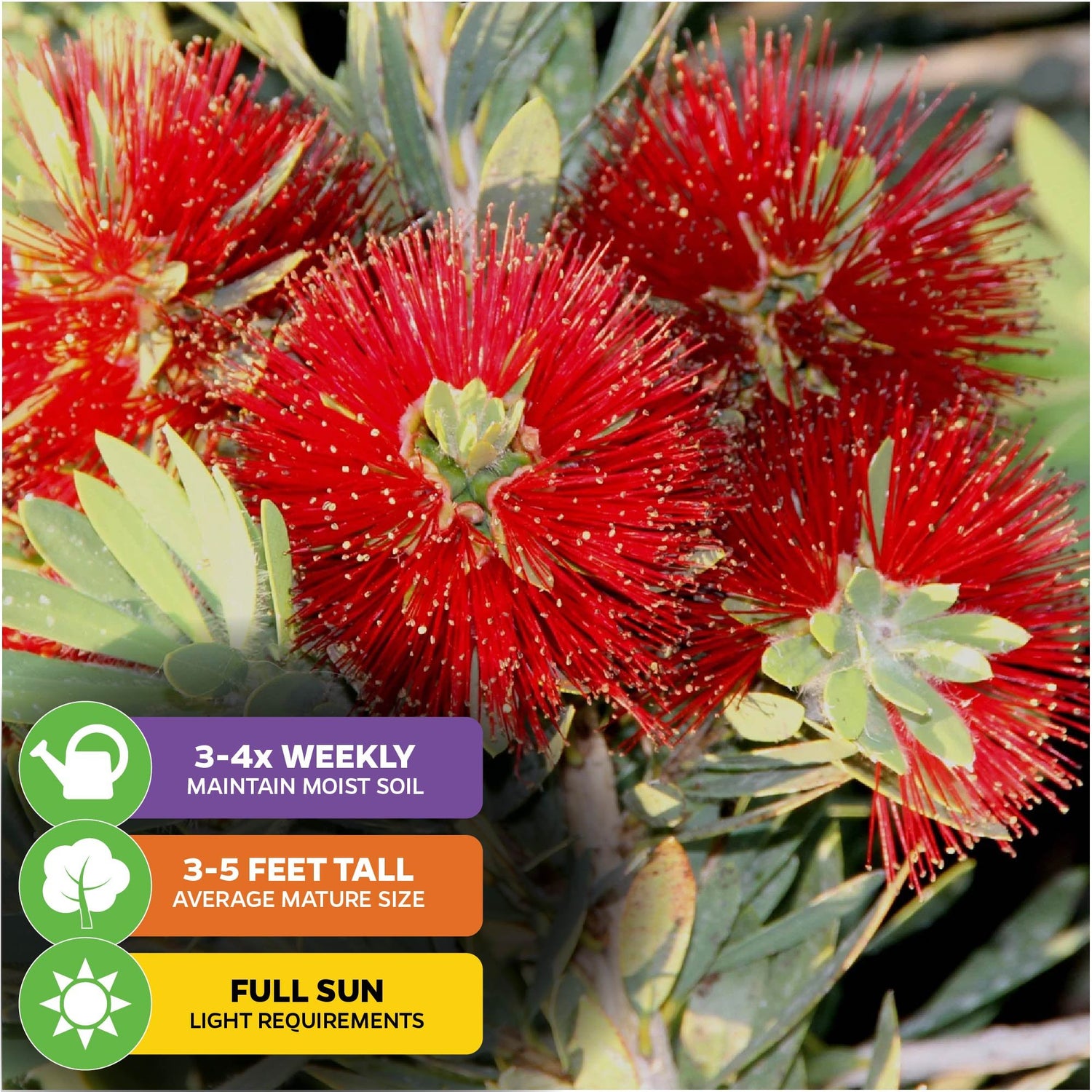 Little John Bottlebrush Dwarf Tree - Callistemon – Wellspring Gardens