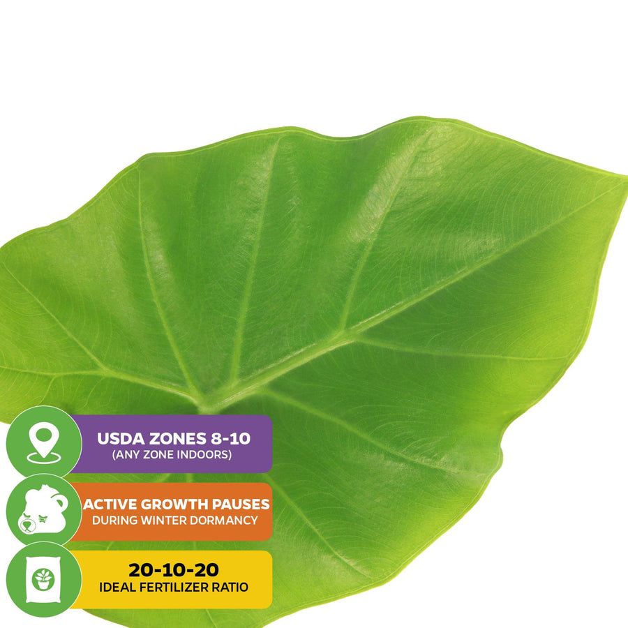 Thailand Giant Elephant Ear - Colocasia gigantea – Wellspring Gardens