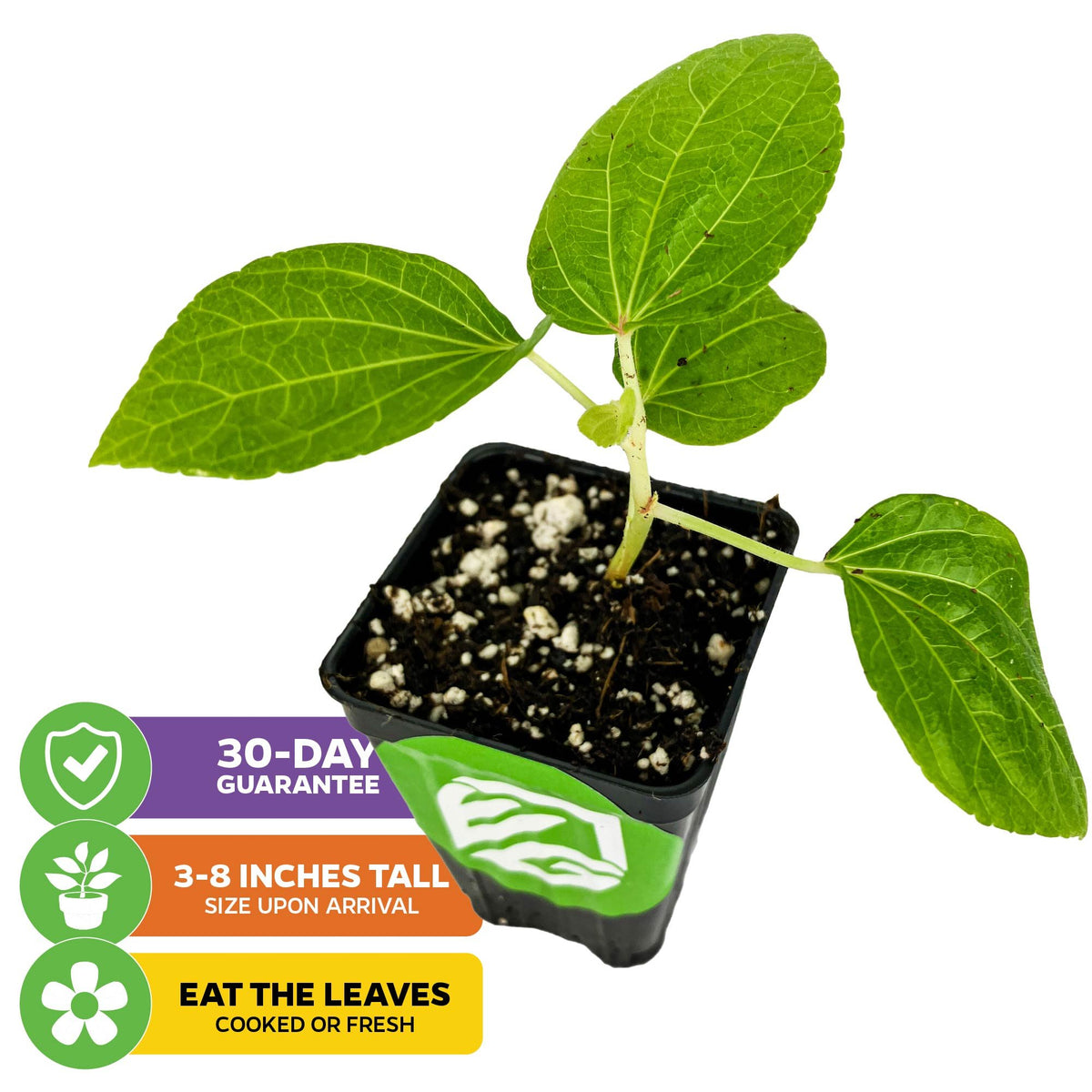 Kiko's Crump ™ South Sea Salad Tree (Bele Tree) - Abelmoschus manihot ...
