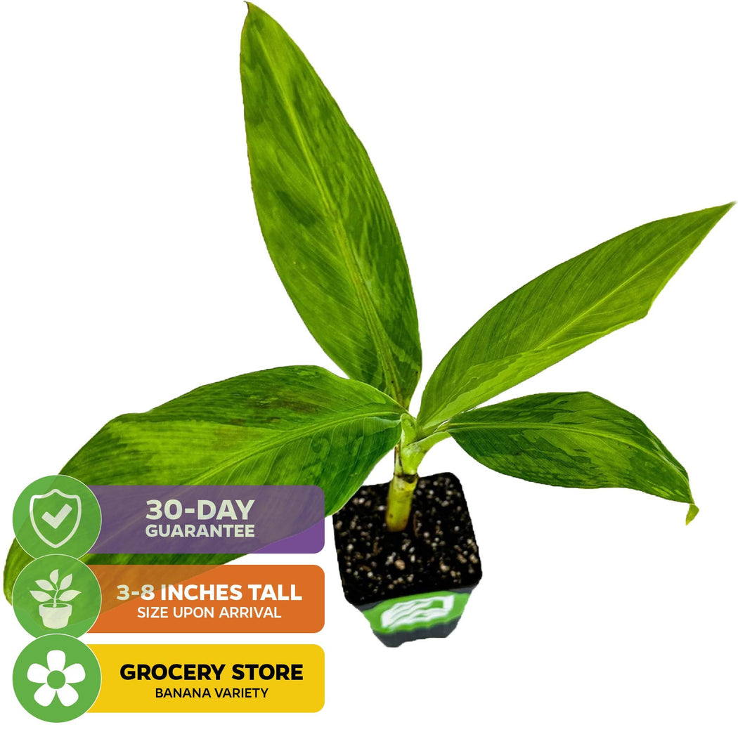 Gran Nain Banana (Grand Nain) - Musa acuminata – Wellspring Gardens