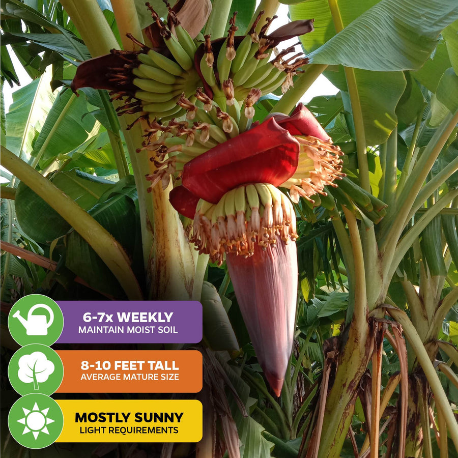 Gran Nain Banana (Grand Nain) - Musa acuminata – Wellspring Gardens