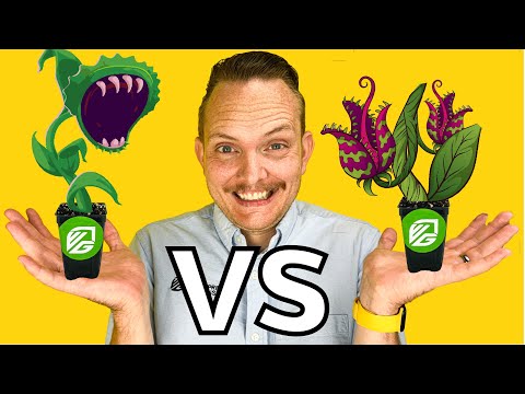 Akai Ryu Venus Fly Trap (Red Dragon) Carnivorous - Dionaea muscipula ...