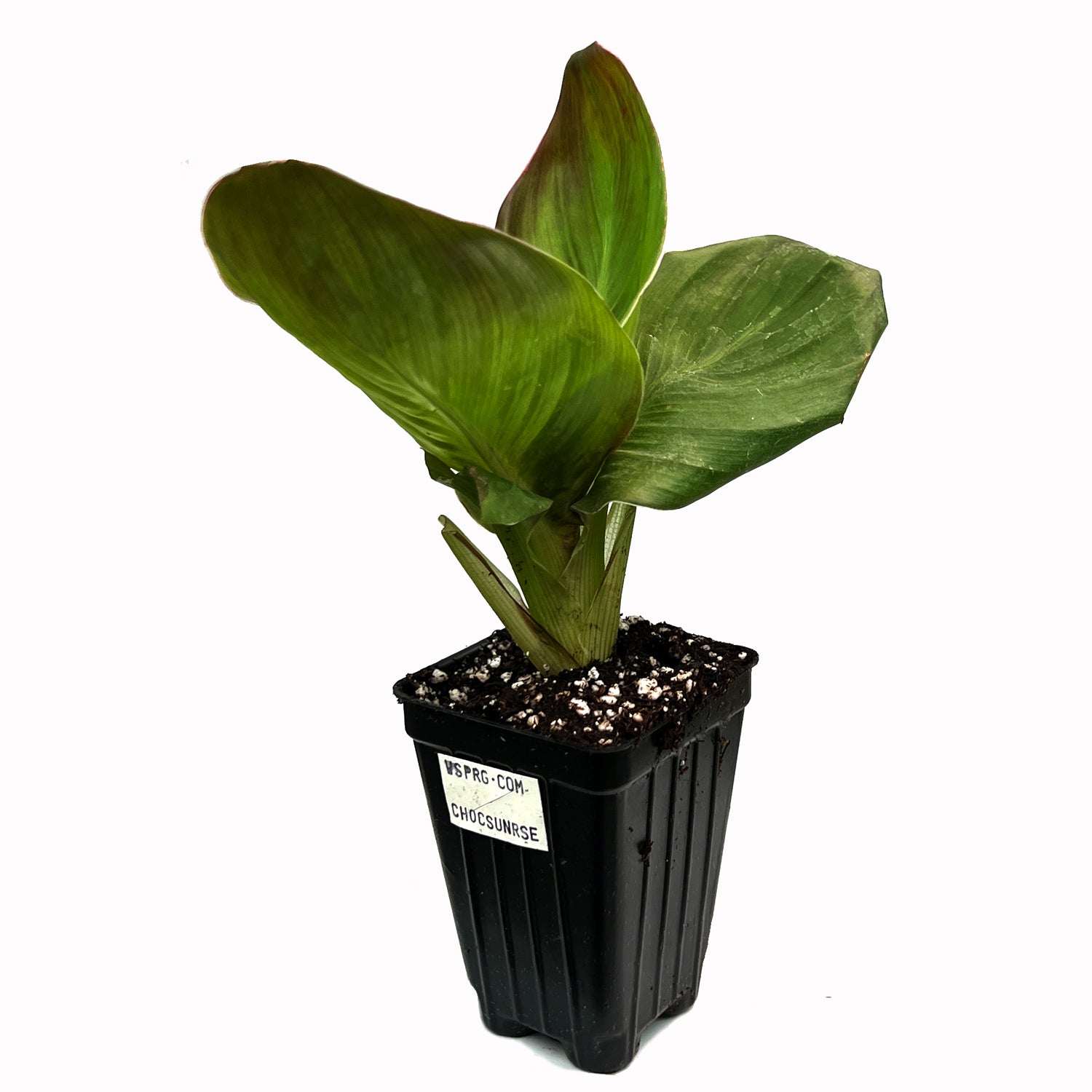 Elite Chocolate Sunrise Canna Lily - Canna – Wellspring Gardens