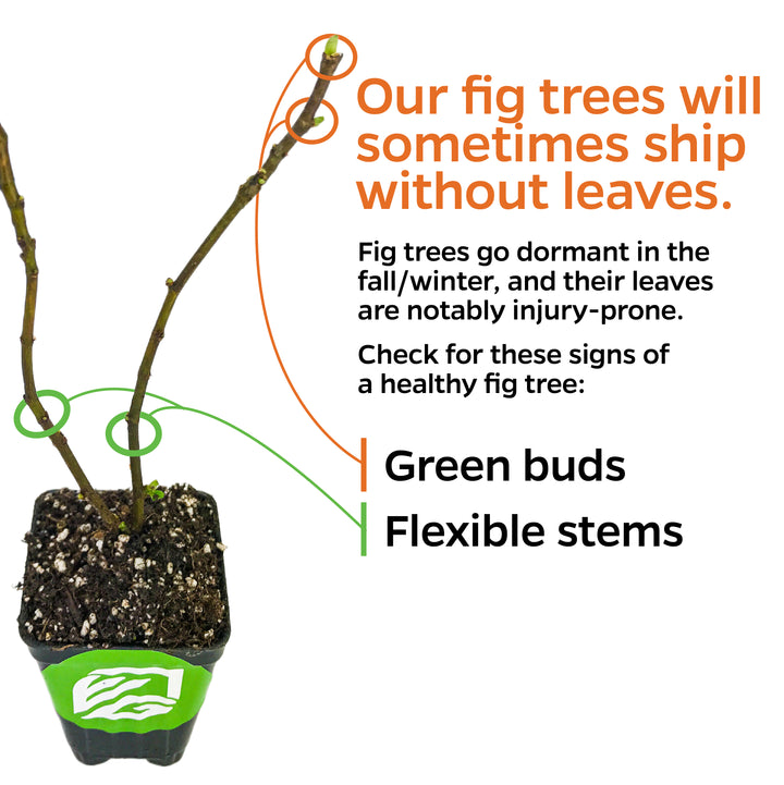 Magnolia Fig - Ficus carica – Wellspring Gardens