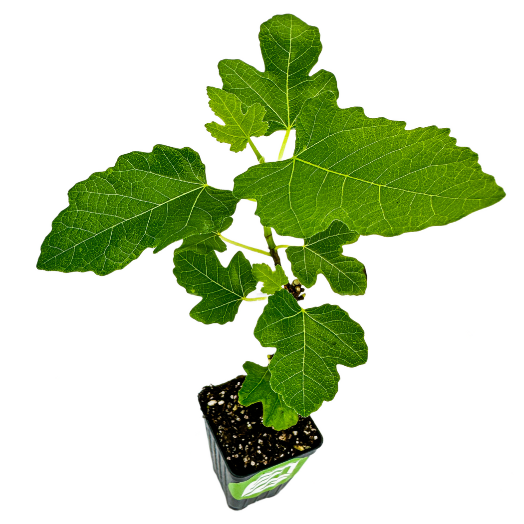 GE Neri (Italian) Fig - Ficus carica – Wellspring Gardens