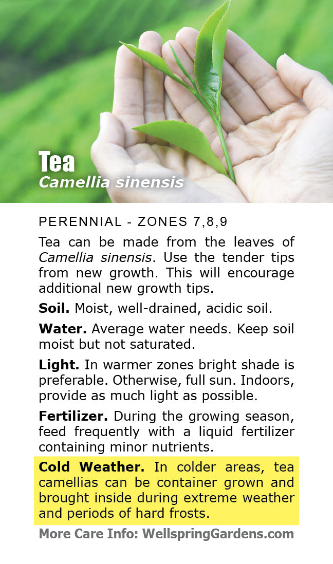 Tea Plant (Variety Assamica) - Camellia sinensis – Wellspring Gardens