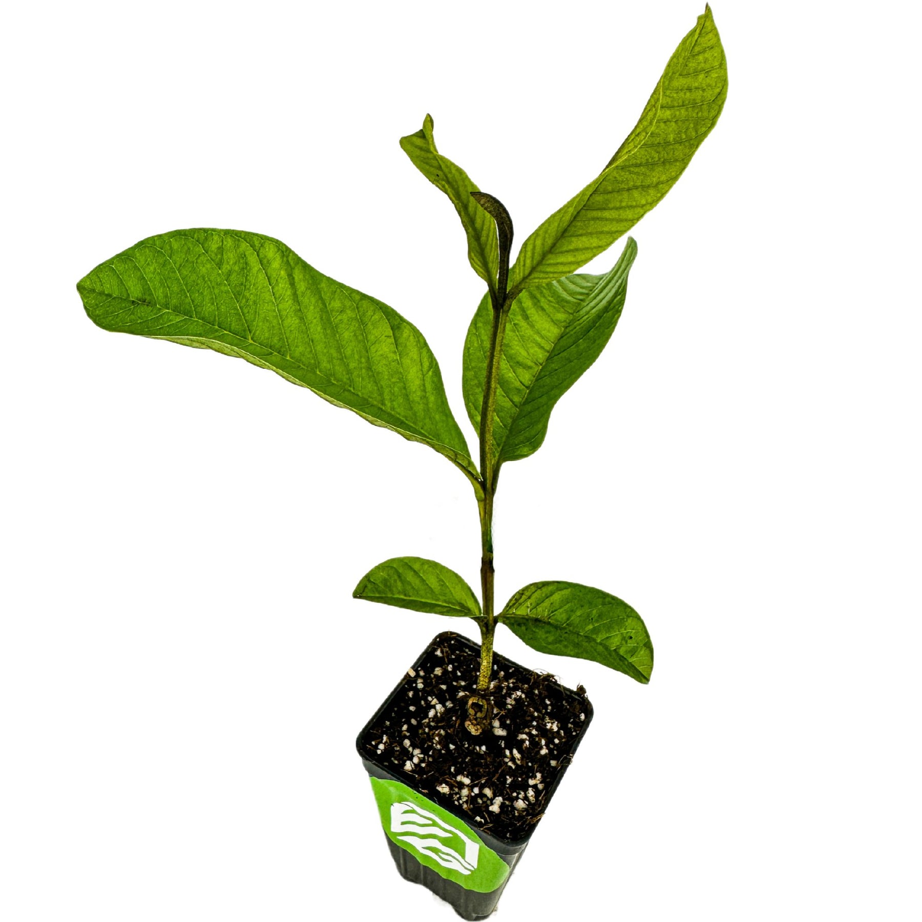 Barbie Pink Guava - Psidium guajava – Wellspring Gardens
